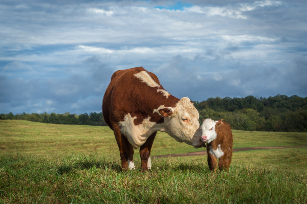 Mineral Nutrition of Pre-weaned Calves: Mineral Source Preferences and ...